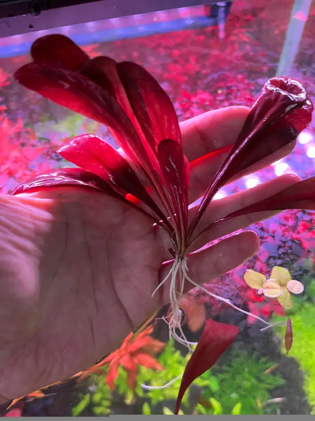 Samolus Parviflorus Red Aquarium Plants | Fish for Rehoming | City of ...