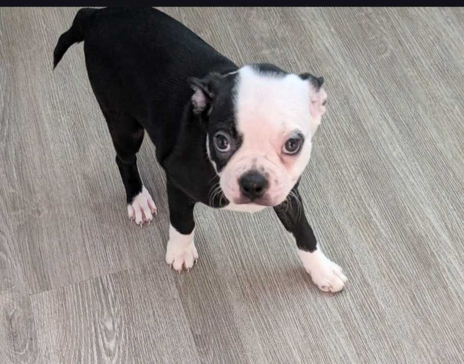 Boston terrier Contacter Yves 438 5086540 | Dogs & Puppies for Rehoming ...
