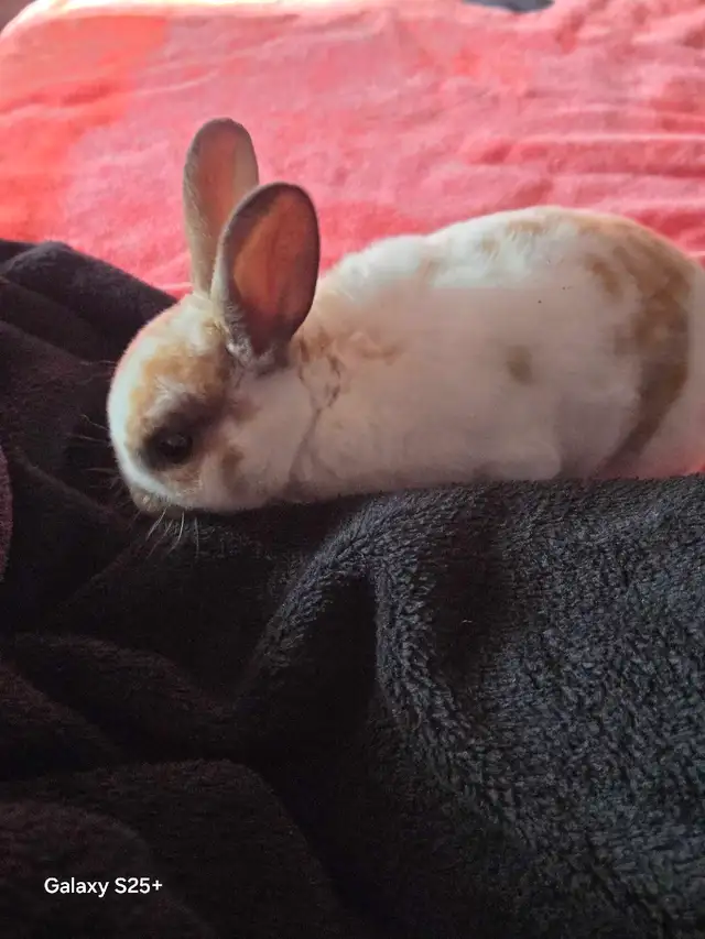 Lapins bébés mini rex 1 mâle et une femelle | Small Animals for ...