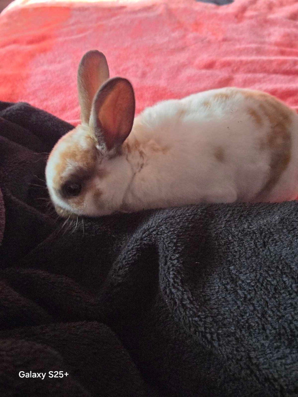 Lapins bébés mini rex 1 mâle et une femelle | Small Animals for ...
