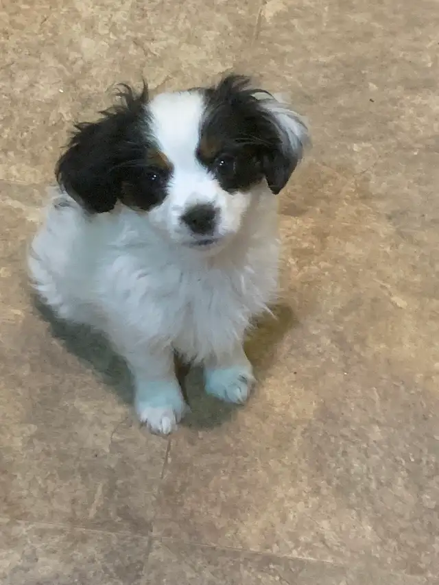Biewer terrier/ Pomeranian/ cocker spaniel puppies | Dogs & Puppies for ...
