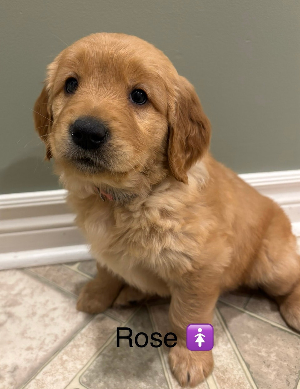 Golden Retriever Roux | Dogs & Puppies for Rehoming | West Island ...