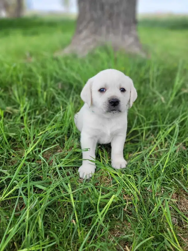 CKC PUREBRED Creamy White Lab Puppies - 1 MALE LEFT!! | Dogs & Puppies ...