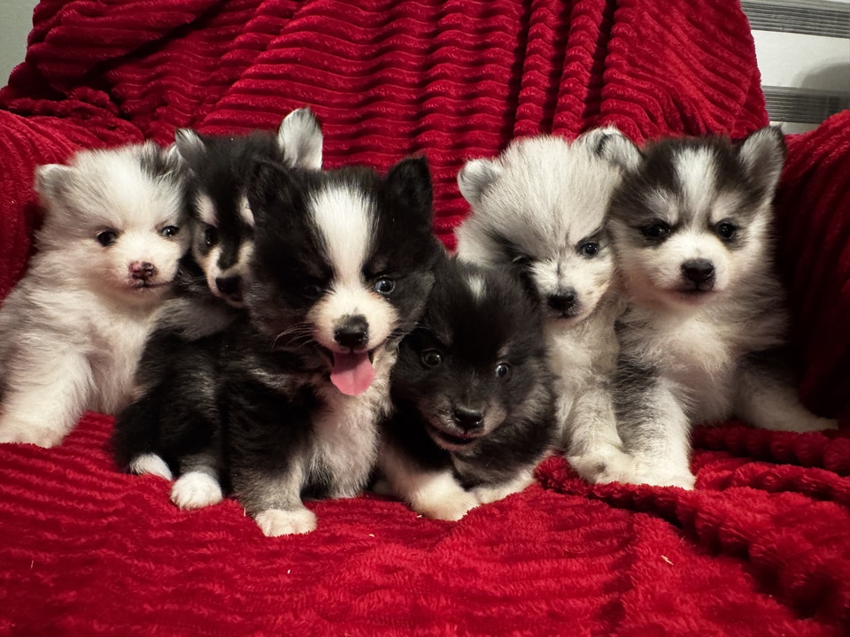 Pomsky F4 mini micro | Dogs & Puppies for Rehoming | Longueuil / South ...
