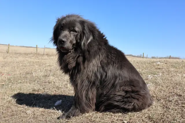 Lovely Newfoundland Puppies - READY TO GO | Dogs & Puppies for Rehoming ...
