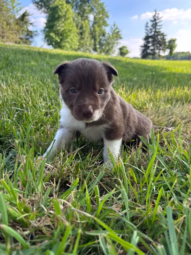 CBCA Registered Border Collie Puppies | Dogs & Puppies for Rehoming ...