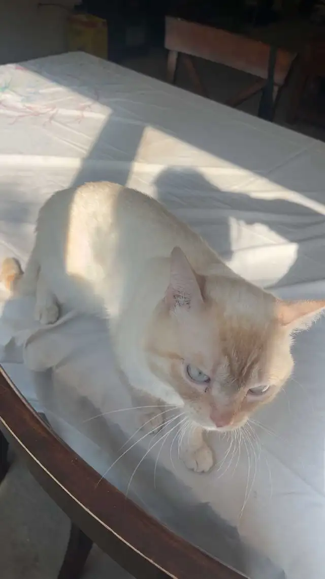 NEED A HOME ASAP | Cats & Kittens for Rehoming | City of Toronto | Free ...