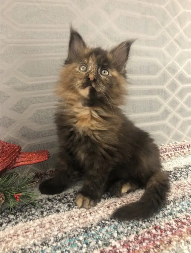 Maine Coon (Extra Fluffy Neck) | Cats & Kittens for Rehoming | Laval ...