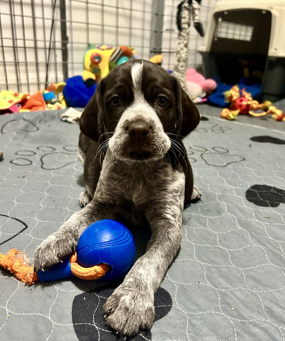 Spriffon Puppies/Springer Spaniel x Wirehaired Pointing Griffon | Dogs ...