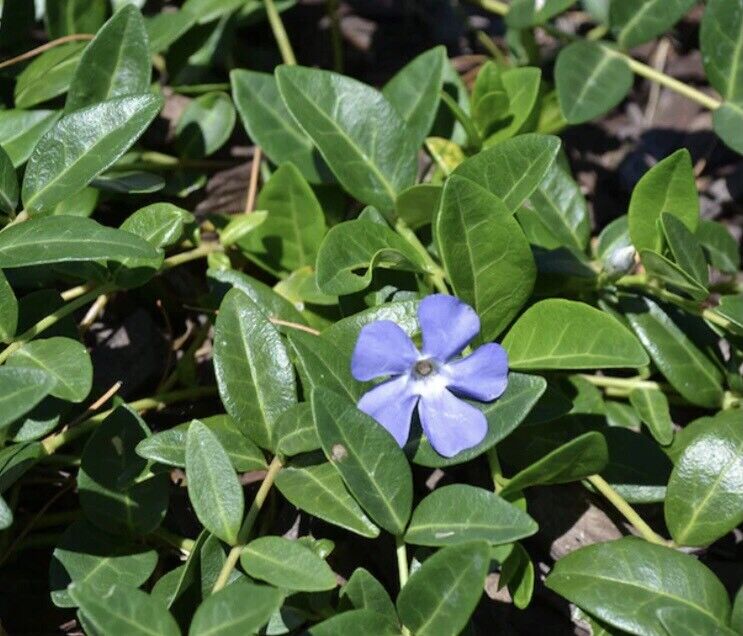 Periwinkle Plant - Evergreen Vinca Minor Ground Cover Live Plant ...