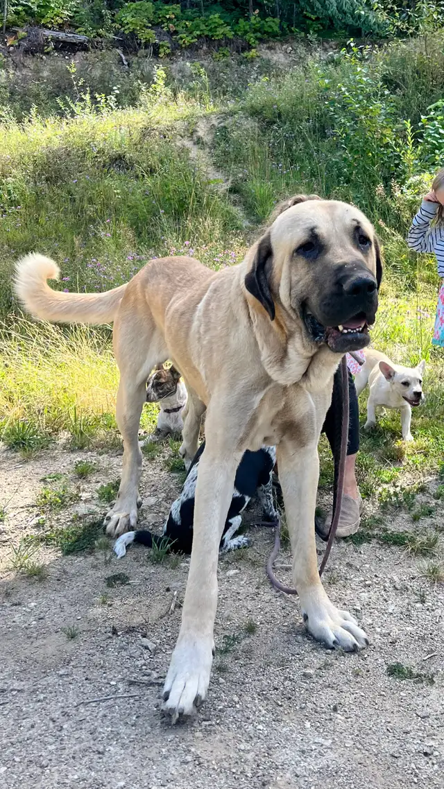 WHITE CROW RANCH DOGS, EPIC TURKISH SHEPHERD PUPPIES!! | Dogs & Puppies ...