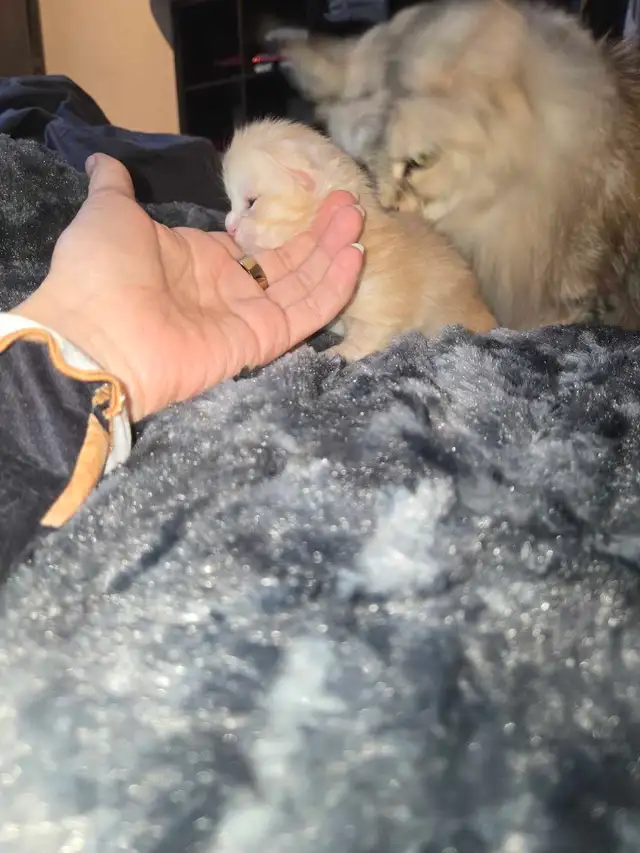 Maine Coon polydactile TICA male Cream Smoke | Cats & Kittens for ...