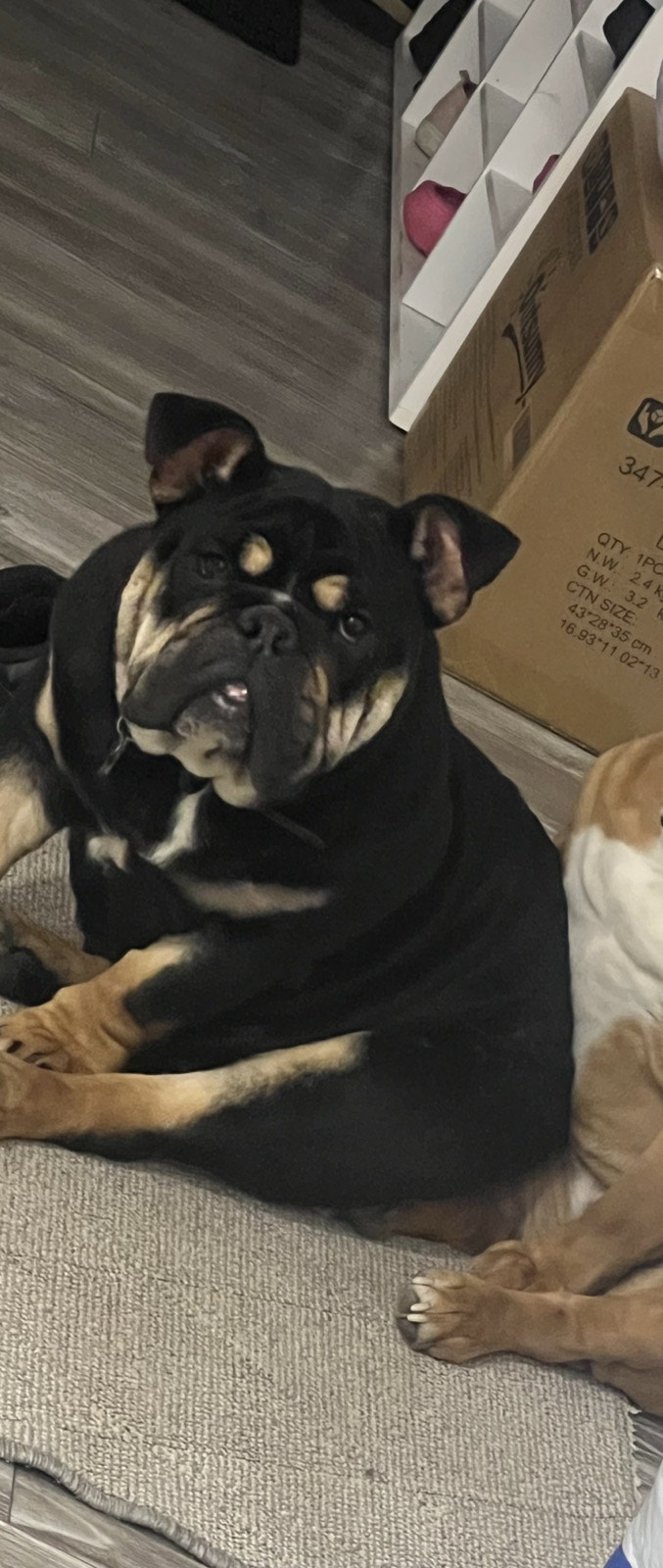 bulldog anglais 1 ans 2 mois | Dogs & Puppies for Rehoming | Saint ...