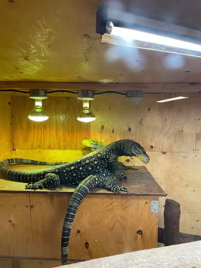 Female crocodile monitor | Reptiles & Amphibians for Rehoming ...