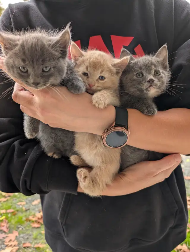 2 playful kittens ready for their new homes | Cats & Kittens for ...