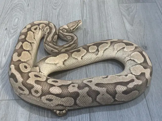 Ball Pythons for sale | Reptiles & Amphibians for Rehoming | London ...