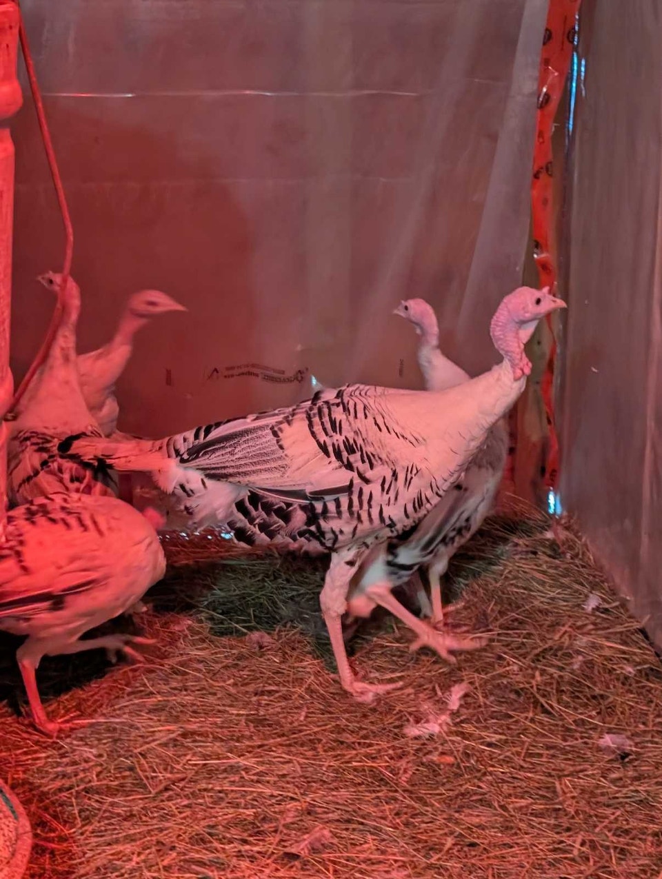 13 Royal Palm Turkey young adults | Livestock | Quesnel | Free local ...