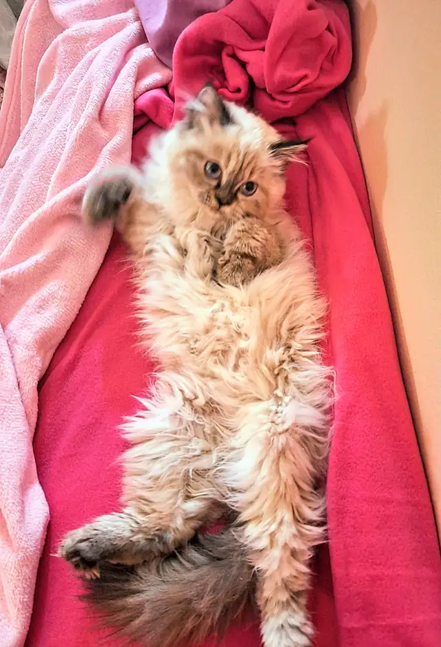 Blue Lynx Point Persian Himalayan Ragdoll Kitten For Adoption | Cats ...