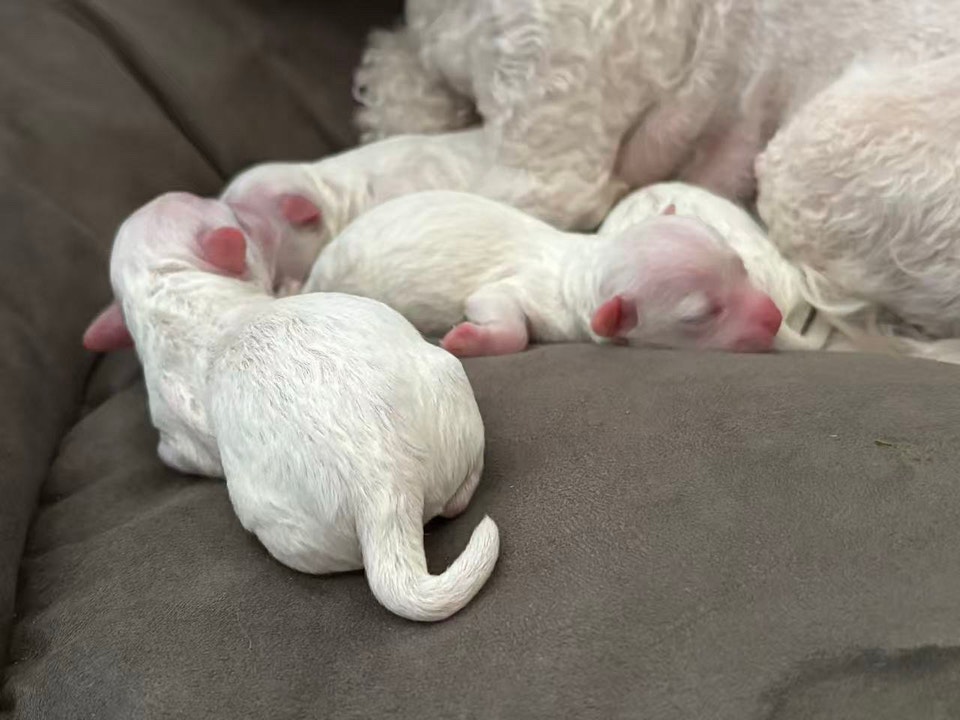 Adorable Bichon Frise Puppies – Raised with Love in Calgary | Dogs ...