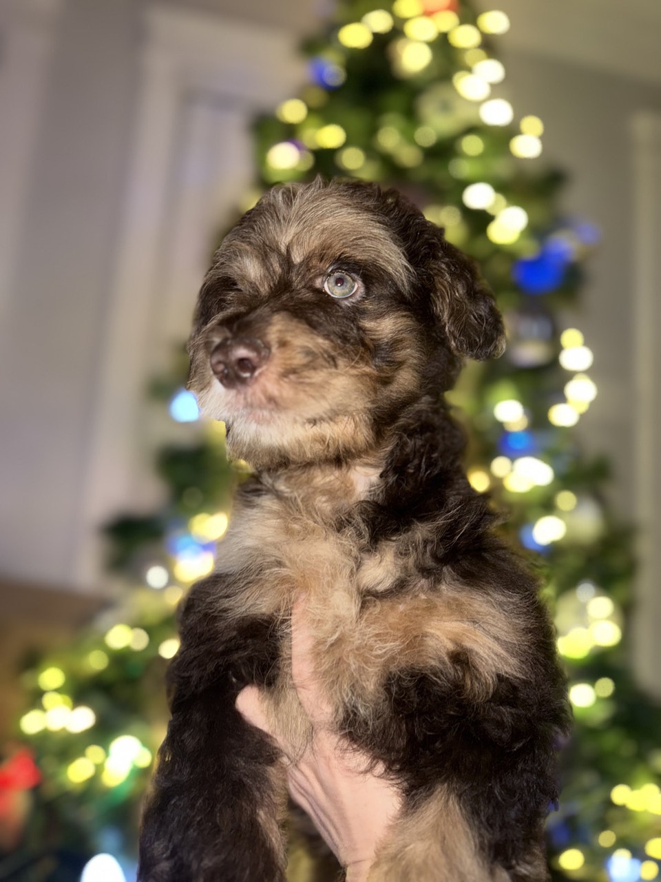 ️Teddy Bear Soft Chocolate Merle Registered Poodle X Male ️ | Dogs ...