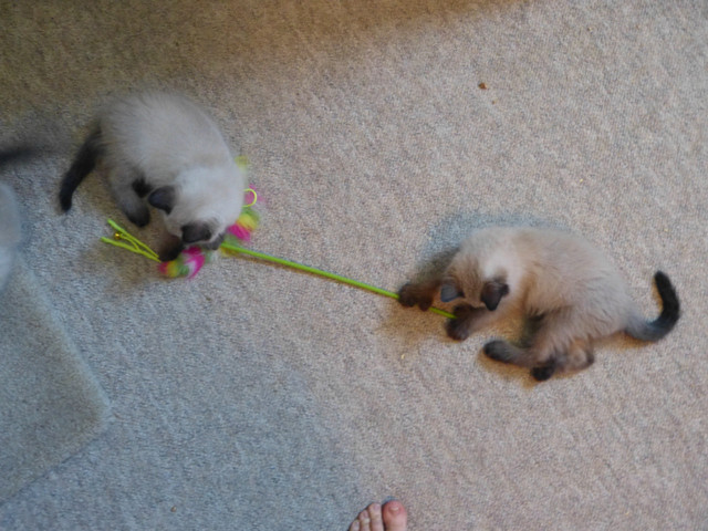 Ragdoll Bred Polydactyl Available 2 M 1f Cats And Kittens For Rehoming