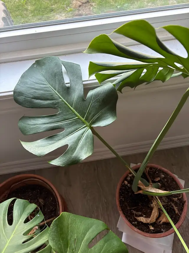 Monstera Plant | Plants, Fertilizer & Soil | Hamilton | Free local ...