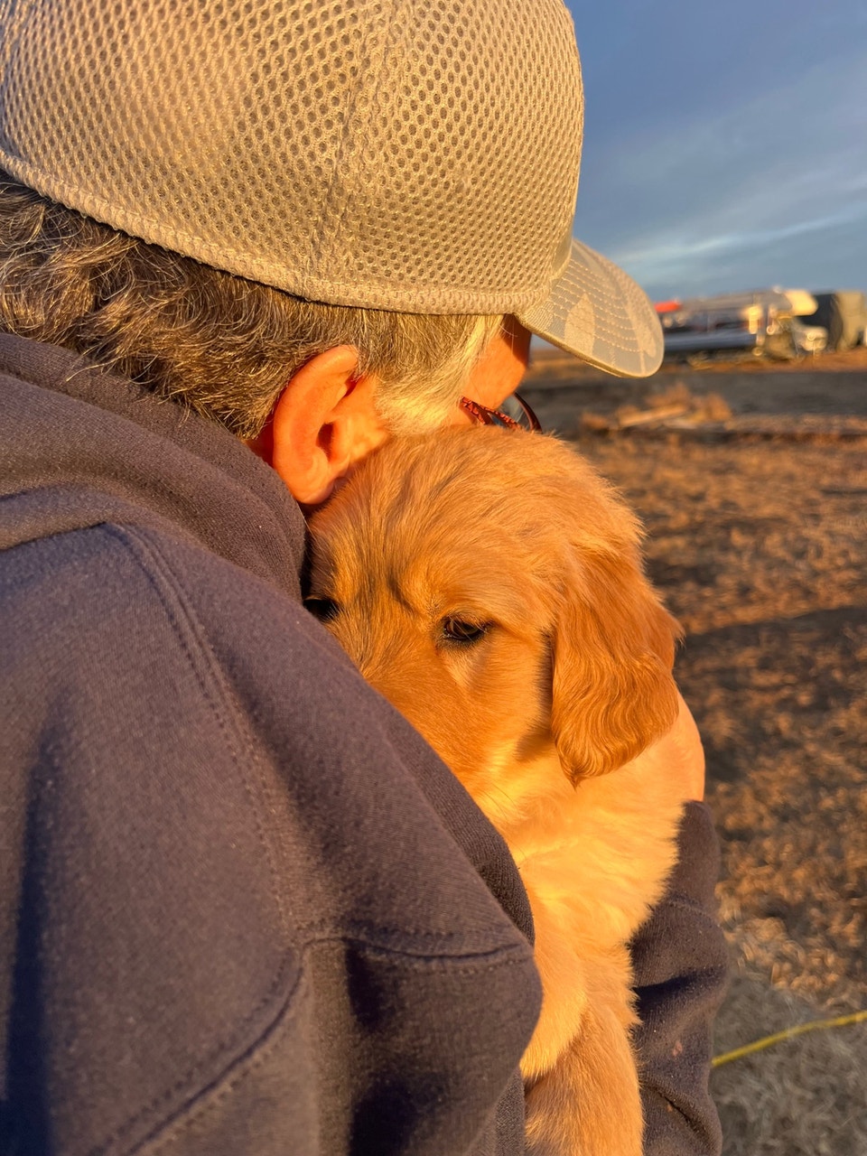 Golden Retriever puppies | Dogs & Puppies for Rehoming | Calgary | Free ...
