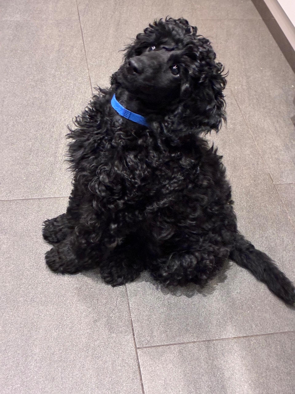 Purebred Miniature Poodle Puppies - House-raised Champion line | Dogs ...