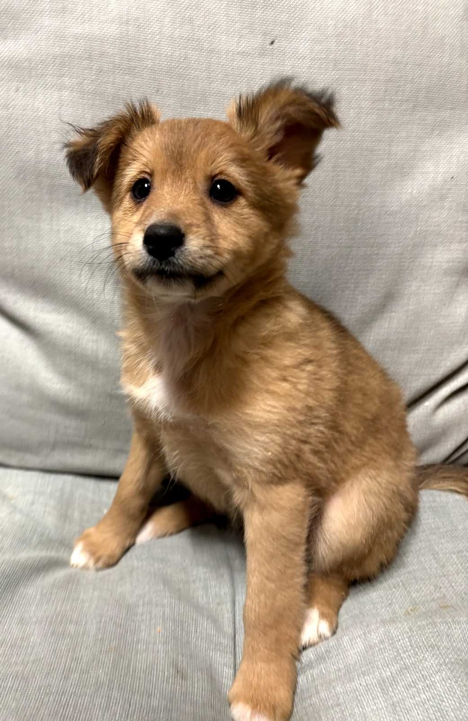 Jackapoo Puppies (Jack Russel x Poodle) | Dogs & Puppies for Rehoming ...