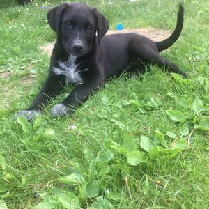 2590 Listings | Adopt Dogs & Puppies Locally in Alberta | Pets | Kijiji ...