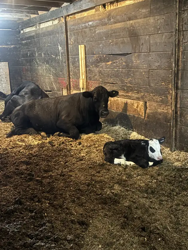Bred cow and heifer | Livestock | Oshawa / Durham Region | Free local ...