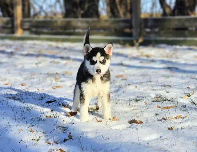 Small Pomsky Puppies! ***PRICE REDUCED until Dec 18th*** | Dogs ...