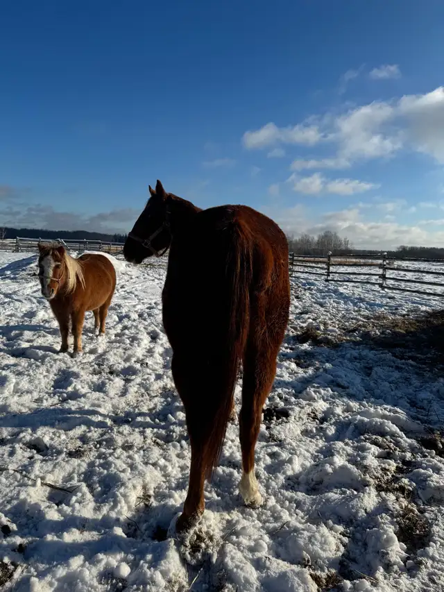 11 year old gelding | Horses & Ponies for Rehoming | Meadow Lake | Free ...