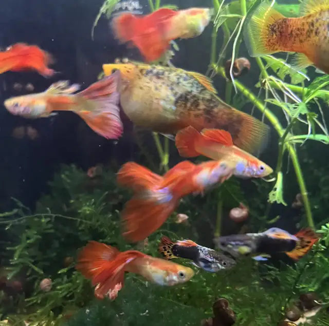Colorful Guppies & Platy – Homebred & Healthy! | Fish for Rehoming ...
