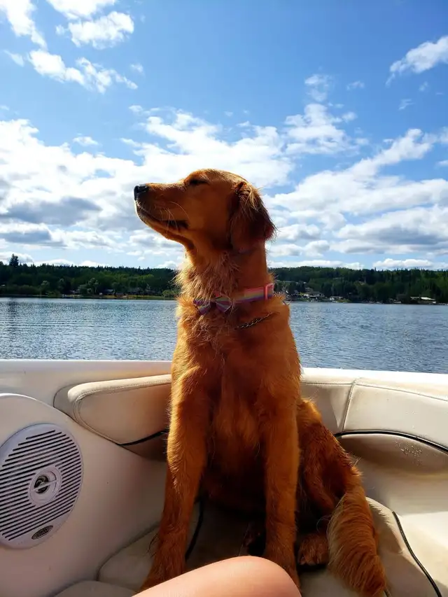 CKC Registered Red, Retriever Pups for Sale! | Dogs & Puppies for ...