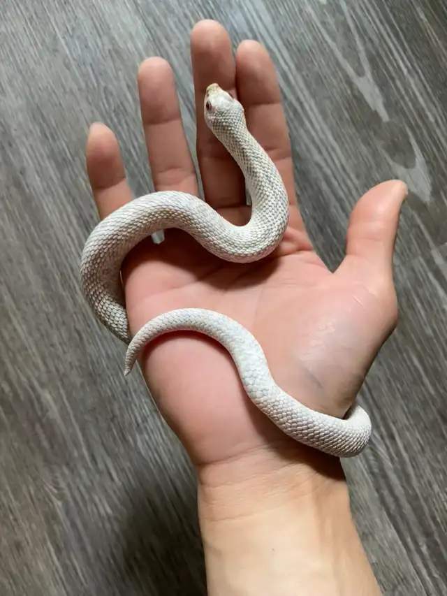 Snow Hognose Snake Adult Male for Sale | Reptiles & Amphibians for ...