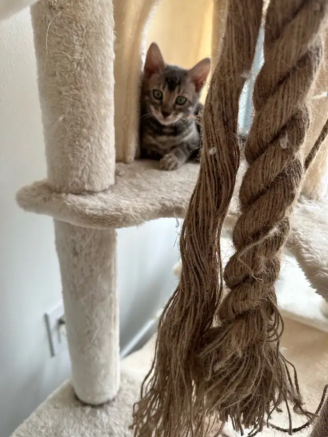 Rare Blue Bengal Kittens - TICA Registered | Cats & Kittens for ...