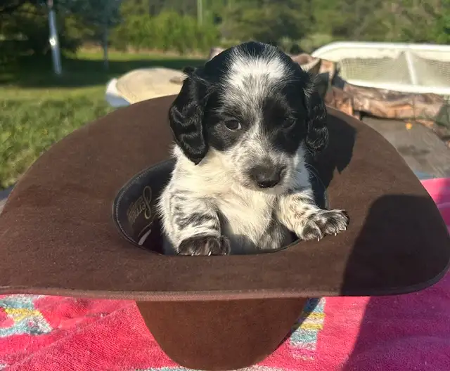 Rare Purebred Miniature Dachshund Puppies | Dogs & Puppies for Rehoming ...