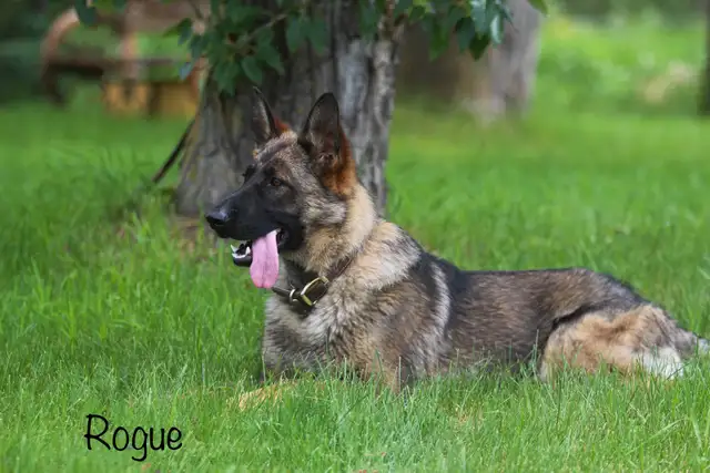 GERMAN SHEPHERD PUPPIES - MALES AND FEMALES AVAILABLE! | Dogs & Puppies ...