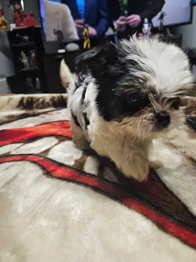 Adopt Dogs & Puppies Locally in Alberta | Free Local Classifieds - Kijiji