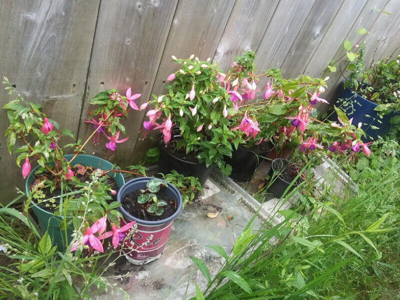 Fuchsia plant, blooming, many varieties | Plants, Fertilizer & Soil ...