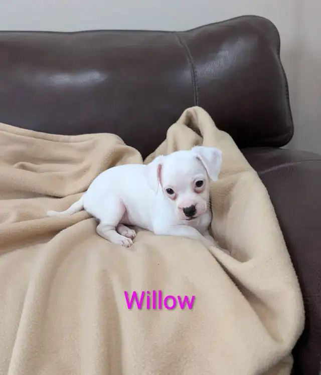 Adorable, Rare Chihuahua Puppies | Dogs & Puppies for Rehoming ...