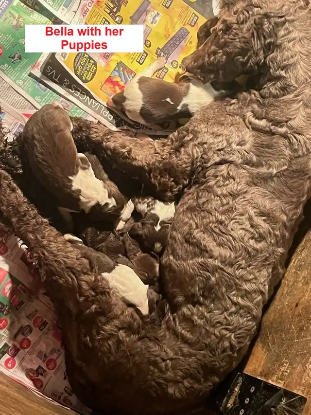 Reserved Adorable Sproodle Puppies - 2/3 Springer & 1/3 Poodle | Dogs ...