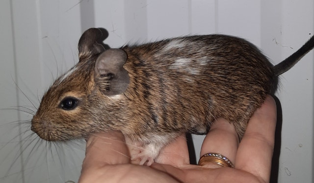 Degu - Degues - Degus - Three Females (Males sold seperately) | Small ...