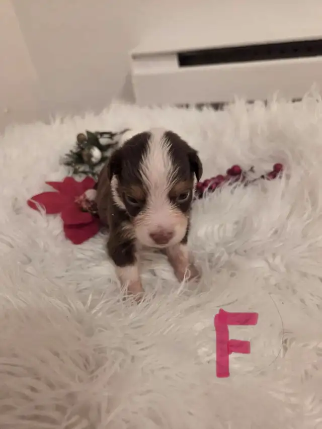 Magnifiques chiots Berger Australien | Dogs & Puppies for Rehoming ...