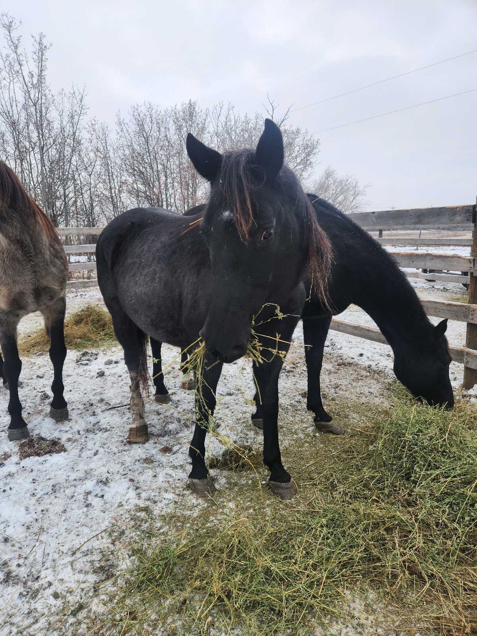15 year old AQHA blue roan brood mare | Horses & Ponies for Rehoming ...