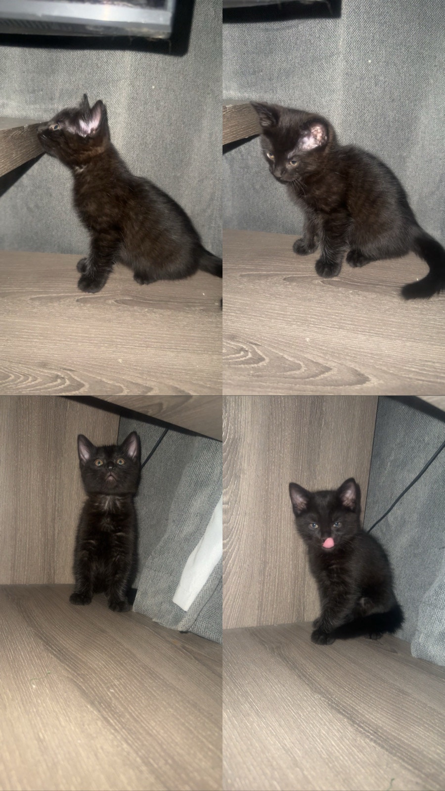 3 kittens | Cats & Kittens for Rehoming | City of Toronto | Free local ...