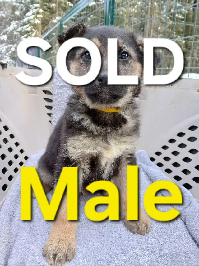 GERMAN SHEPHERD PUPPIES | Dogs & Puppies for Rehoming | Abbotsford ...