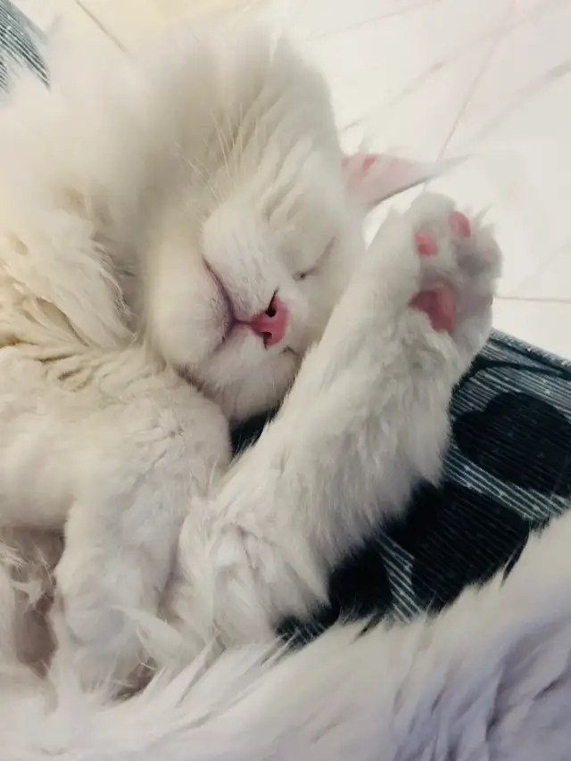 White Hypoallergenic Ragdoll Maine Coon Cat | Cats & Kittens for ...