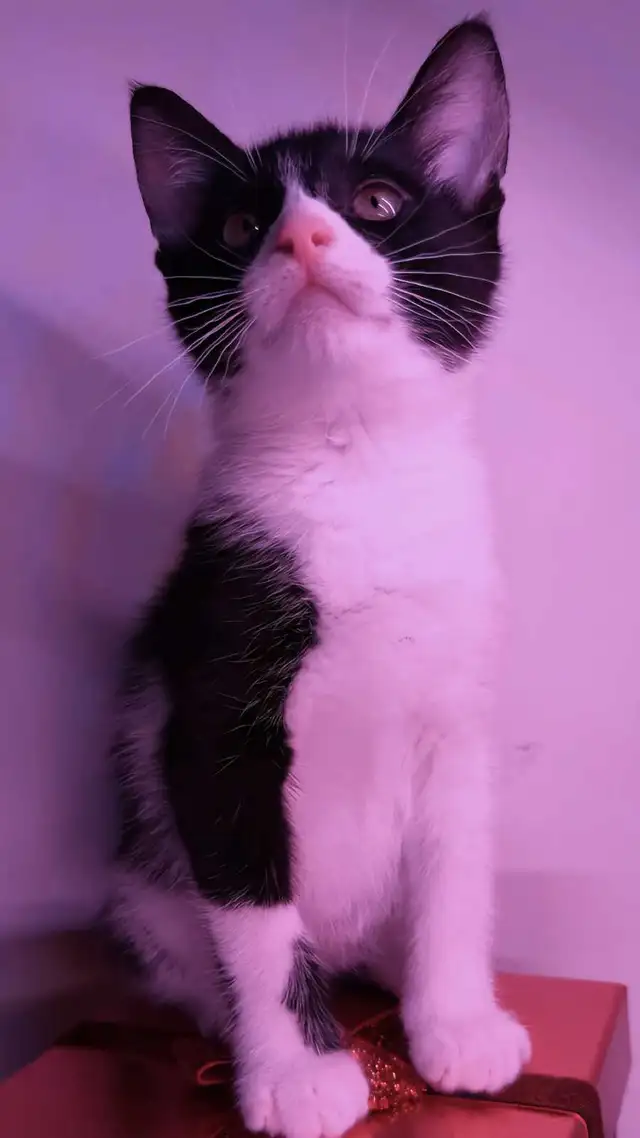 Adorables chats Bobtail japo à vendre – mâle pur race et jumeaux | Cats ...